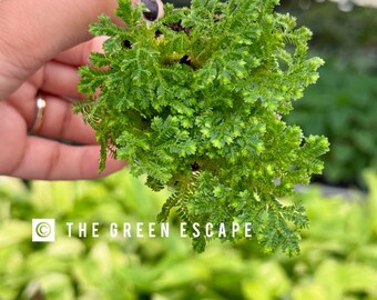 Ruby Red Moss Unique Fern “selaginella Erythropus Sanguinea” Starter ...