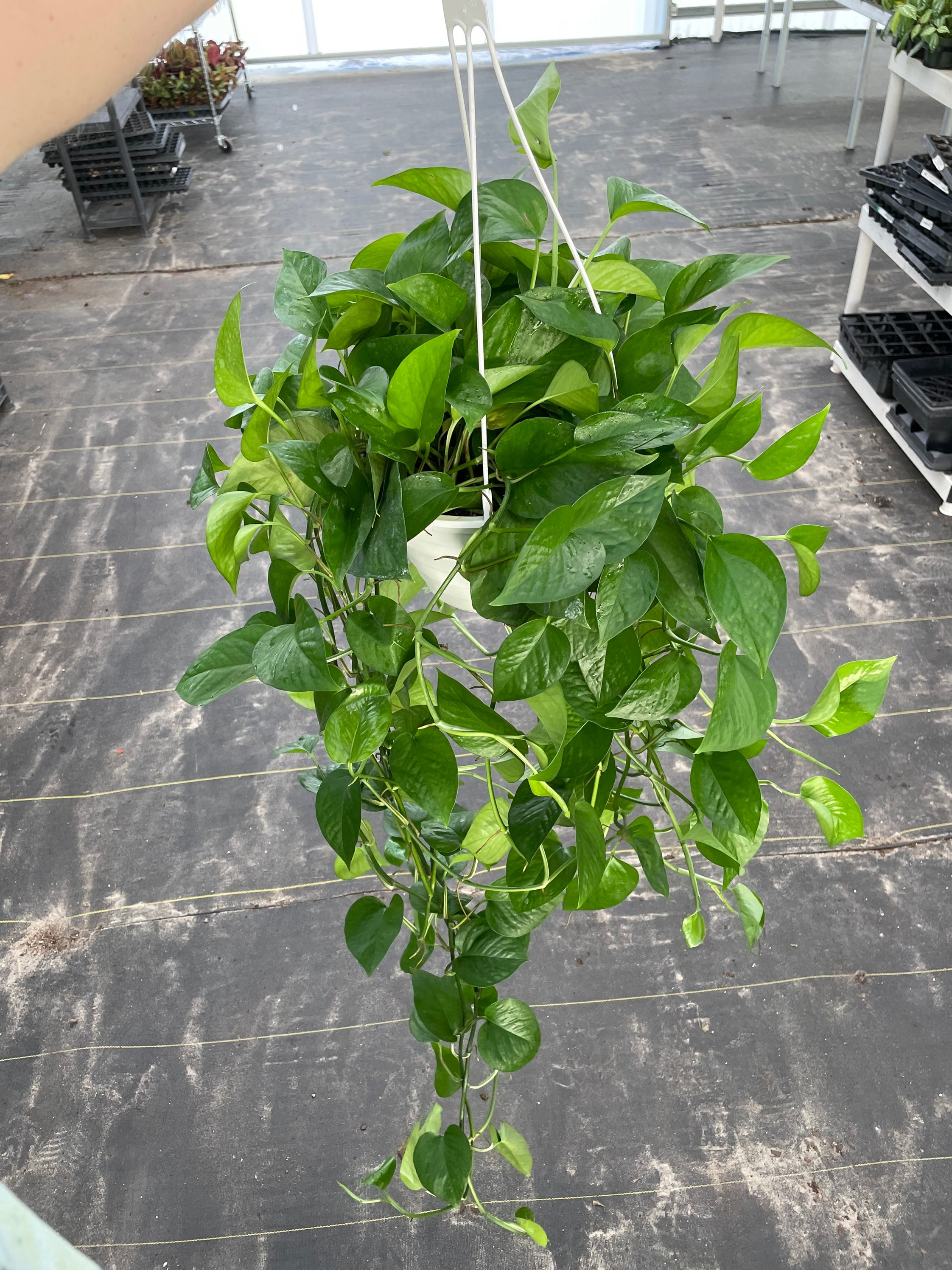Jade Pothos 8 Hanging Baskets ALL PLANTS Require You to - Etsy