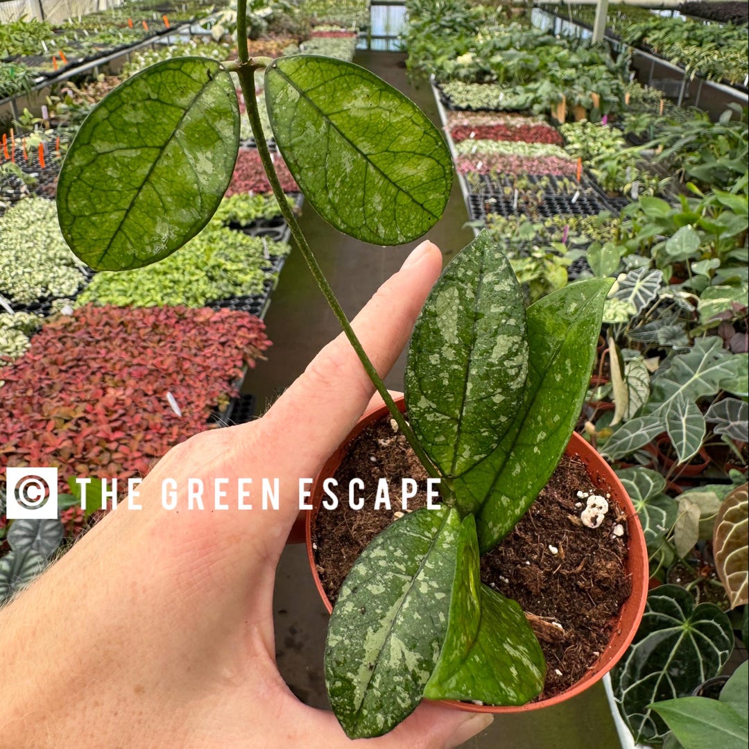 Hoya Crassipetiolata Splash 4” Pot (ALL PLANTS Require You to Purchase ...