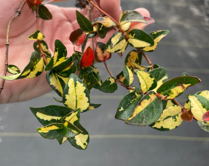 Summer Sunset Asiatic Jasmine Starter Plant (ALL STARTER PLANTS Require ...