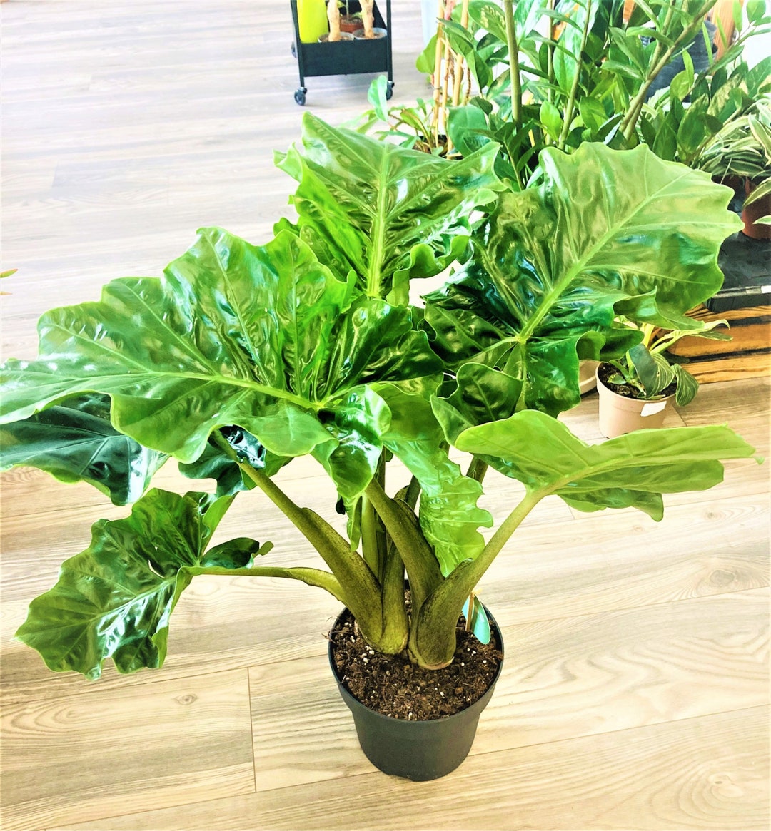 Alocasia Low Rider Starter Plant (ALL STARTER PLANTS Require You to ...