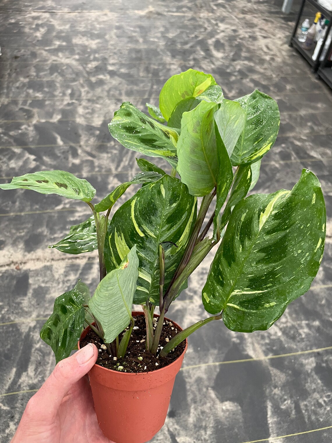 Variegated Maranta Beauty Kim 4 Pot ALL PLANTS Require You - Etsy