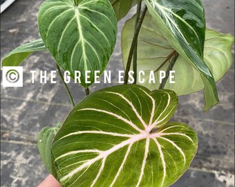 Philodendron Zebra Gloriosum Starter Plant ALL STARTER PLANTS Require ...