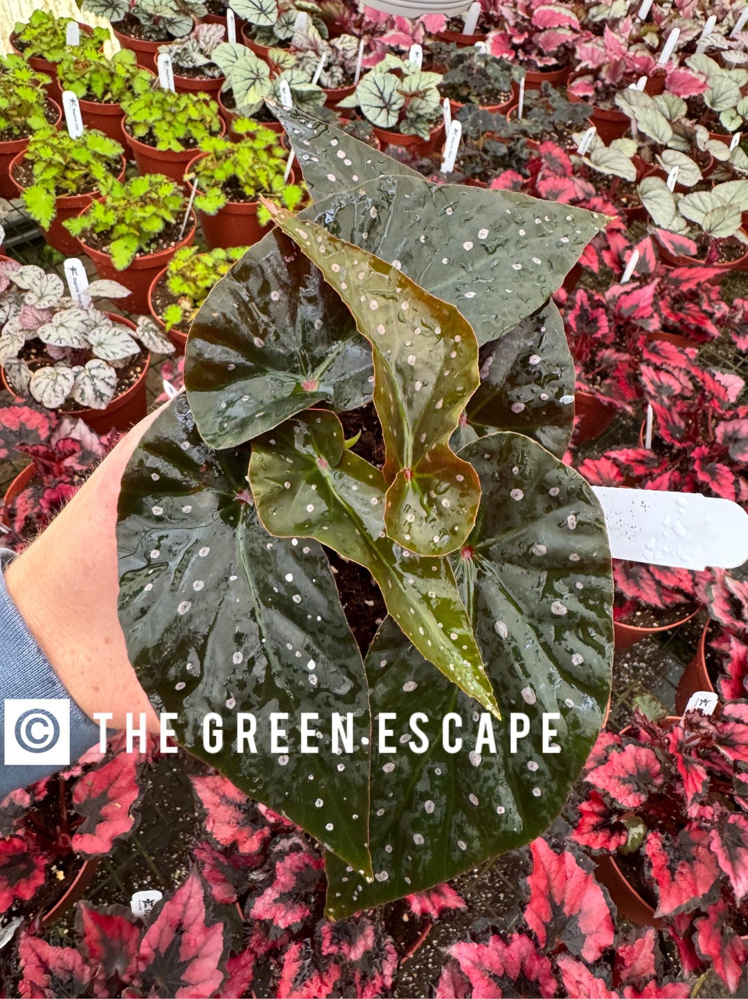 Harmonys Orange Crush Begonia 4” Pot (ALL STARTER PLANTS Require You to ...