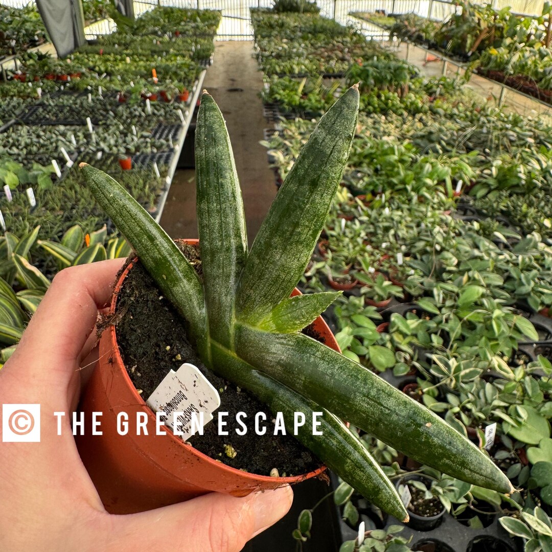 Sansevieria Boncel Black Starfish 4”pot (ALL PLANTS Require You to ...
