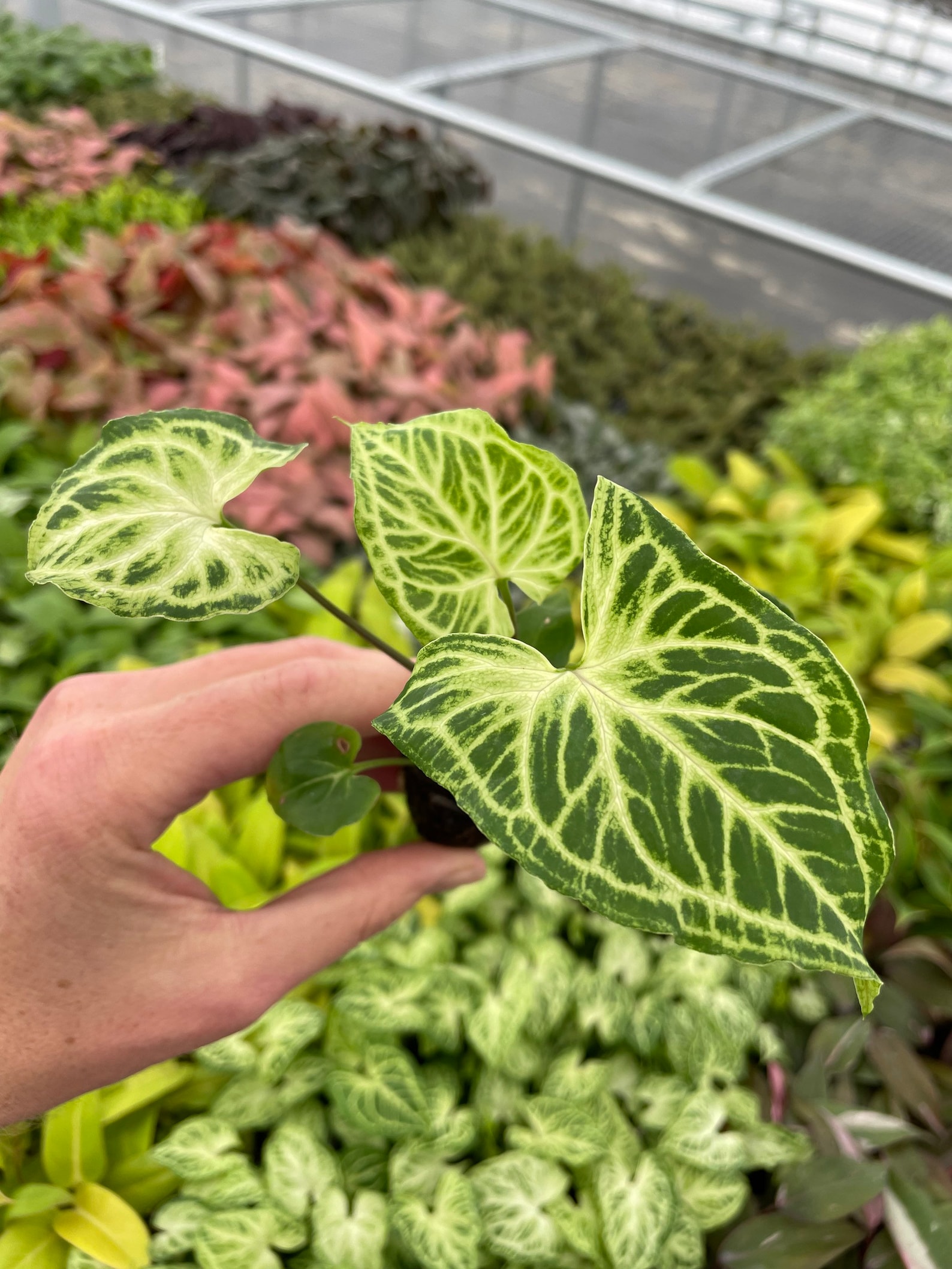 Syngonium Batik Starter Plant ALL STARTER PLANTS Require You - Etsy