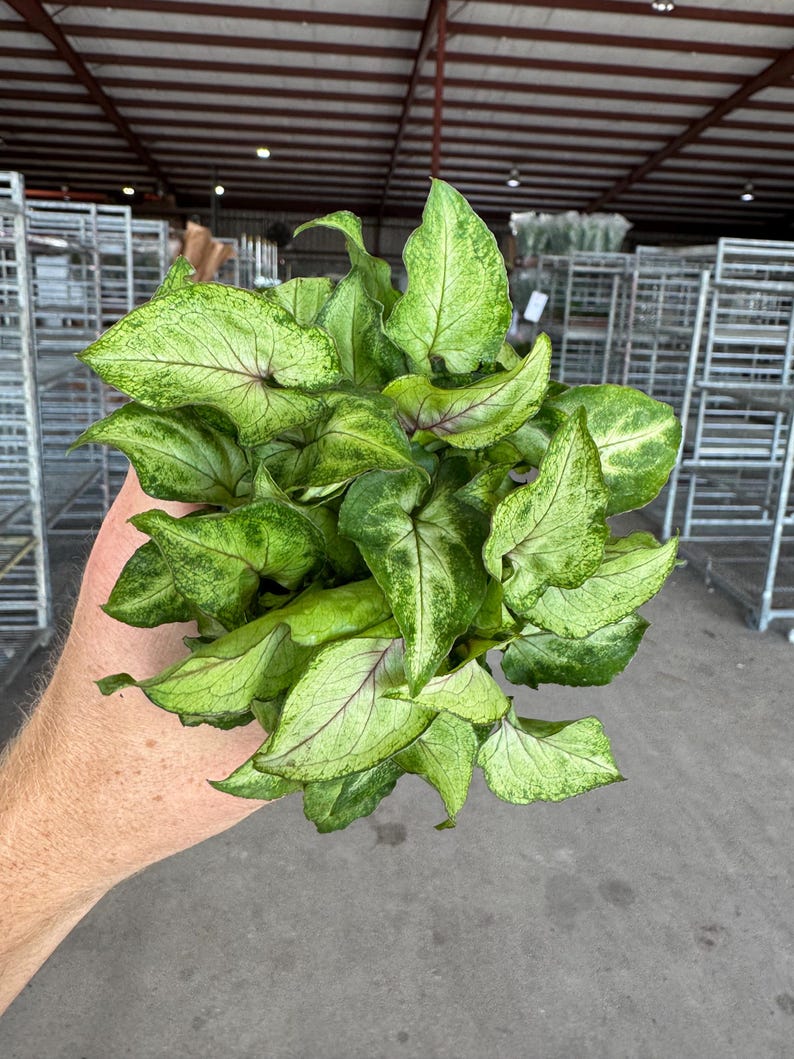 Syngonium Red Yami 3” Pot (ALL PLANTS Require You to Purchase 2 Plants ...