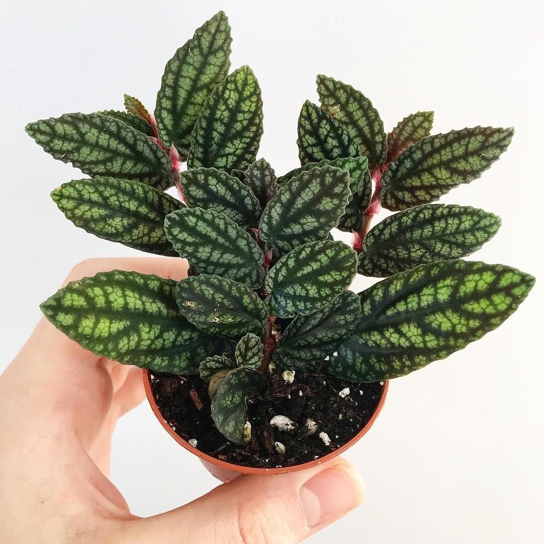 Pellionia Pulchra Starter Plant (ALL STARTER PLANTS Require You to ...