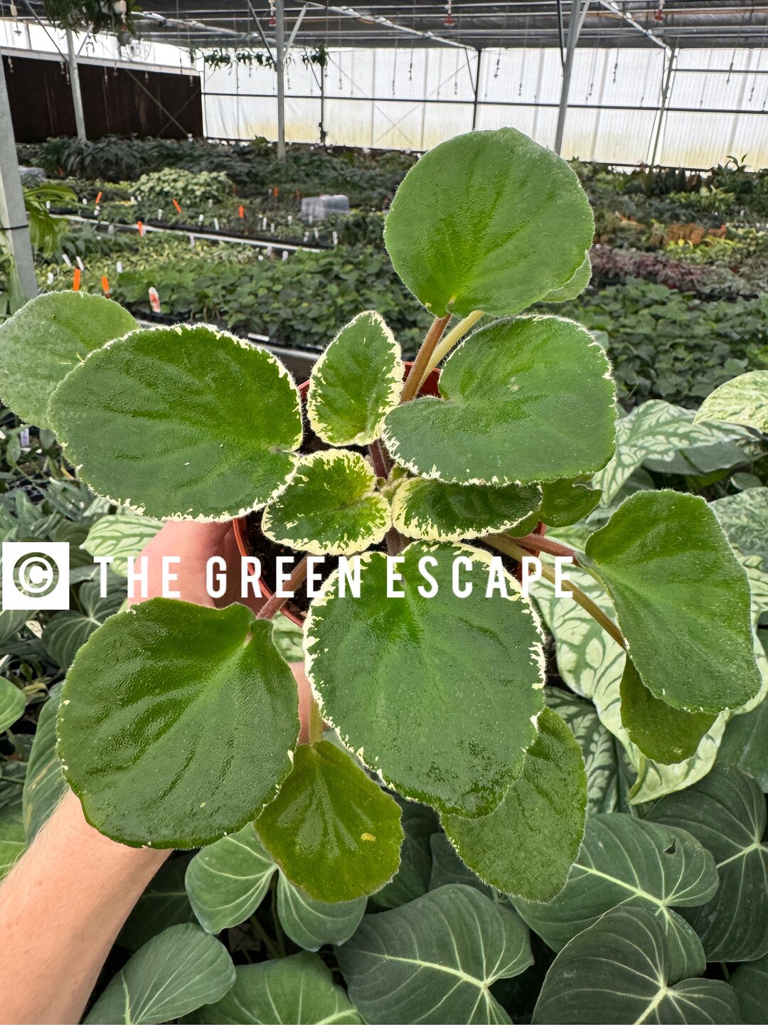 Wranglers Banjo Dancing African Violet 4” Pot (ALL PLANTS Require You ...