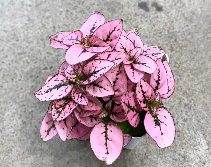 Hypoestes Pink polka Dot Plant Starter Plant ALL STARTER - Etsy