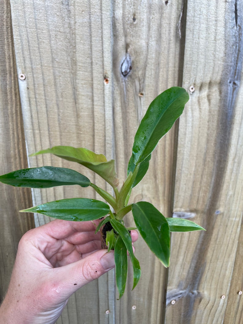 Philodendron Jungle Boogie/tiger Tooth/narrow Starter Plant - Etsy