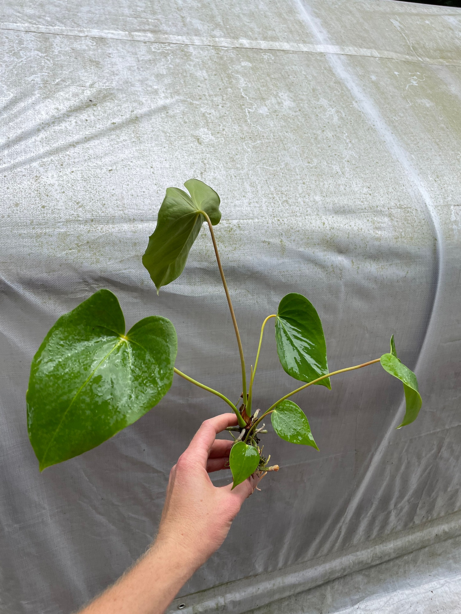 Anthurium Oaxaca Starter Plant (ALL STARTER PLANTS Require You to ...