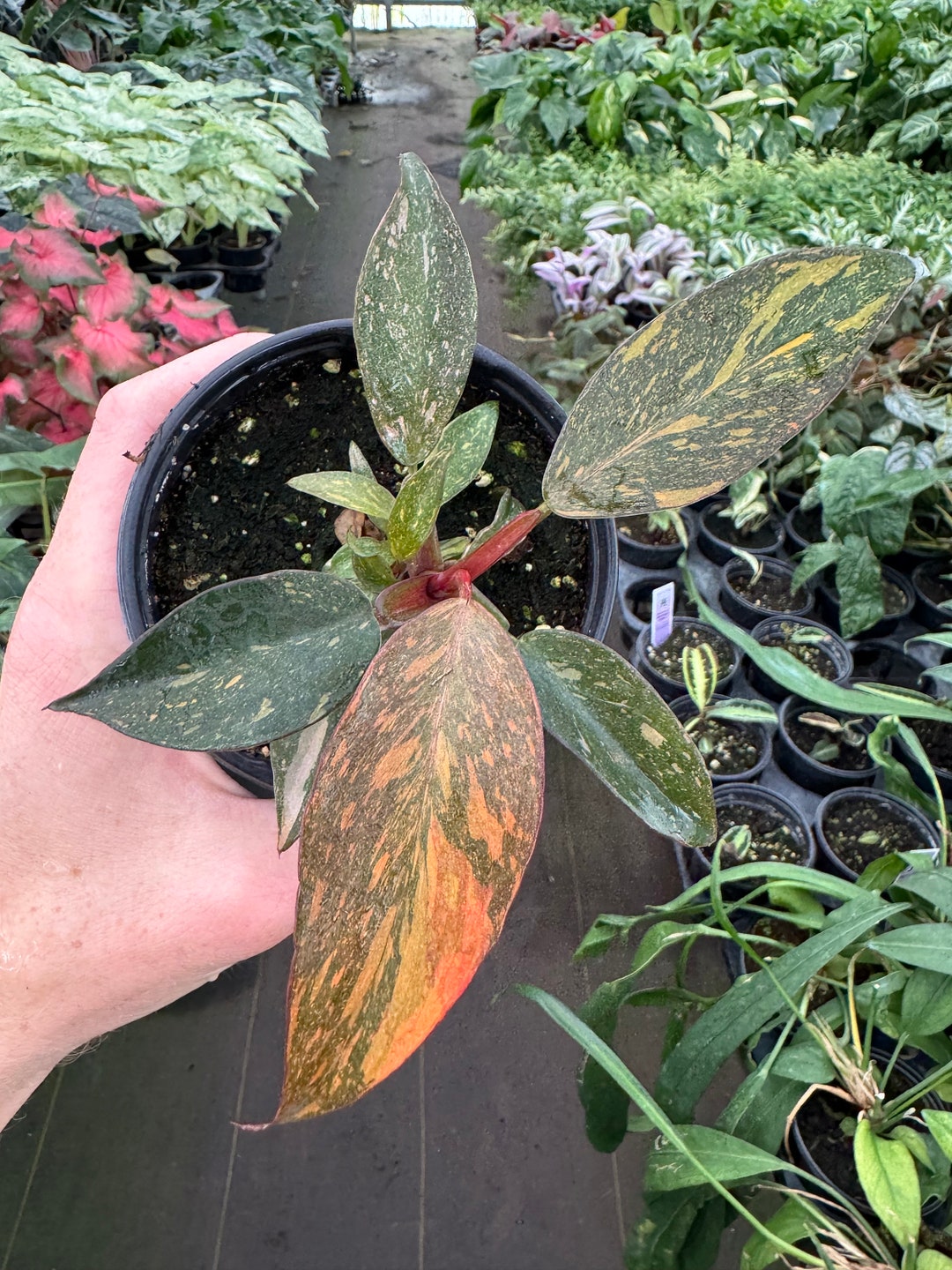 Photo Specific Marble Philodendron Orange Princess Starter Plant ALL ...