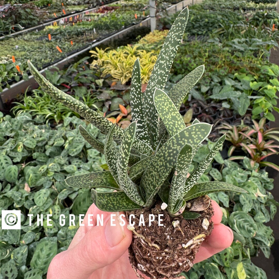 Gasteria Caranata Starter Plant (ALL STARTER PLANTS Require You to ...