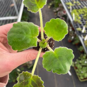 Kei Yoki African Violet Starter Plant (ALL PLANTS Require You to ...