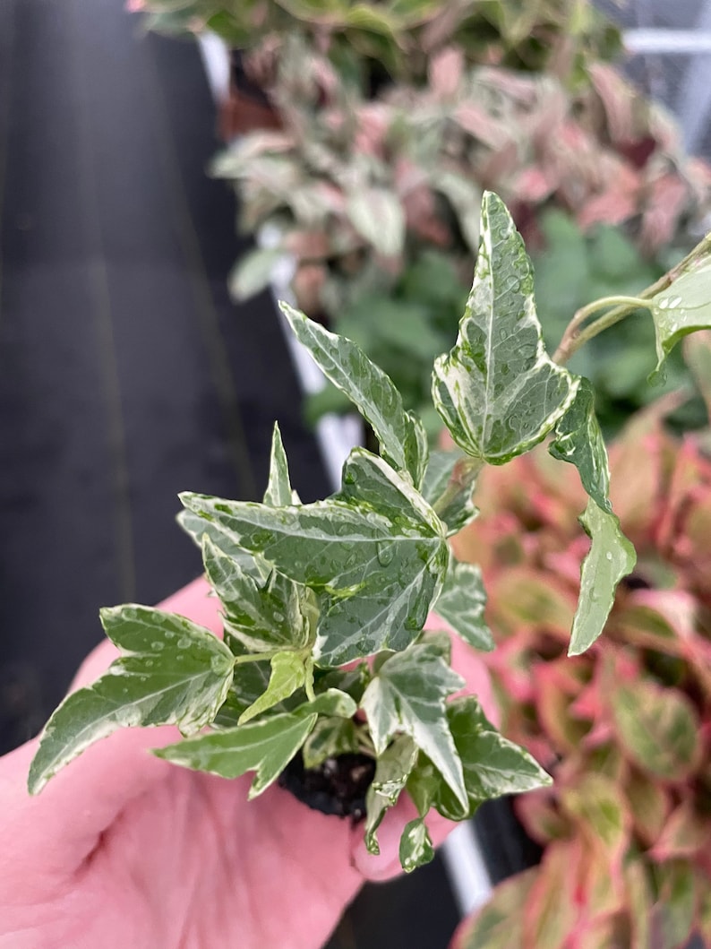 Hedera Helix Mint Kolibri Starter Plant ALL STARTER PLANTS - Etsy