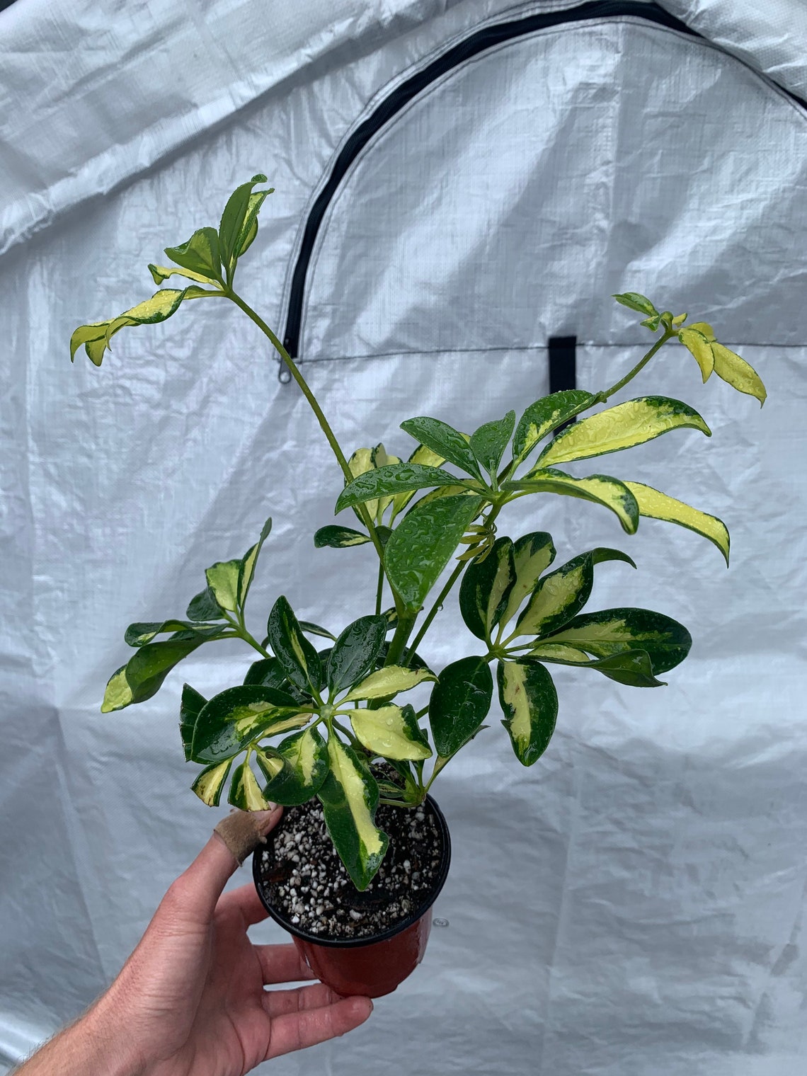 Schefflera Trinette (variegated Arboricola) Starter Plant (ALL STARTER ...