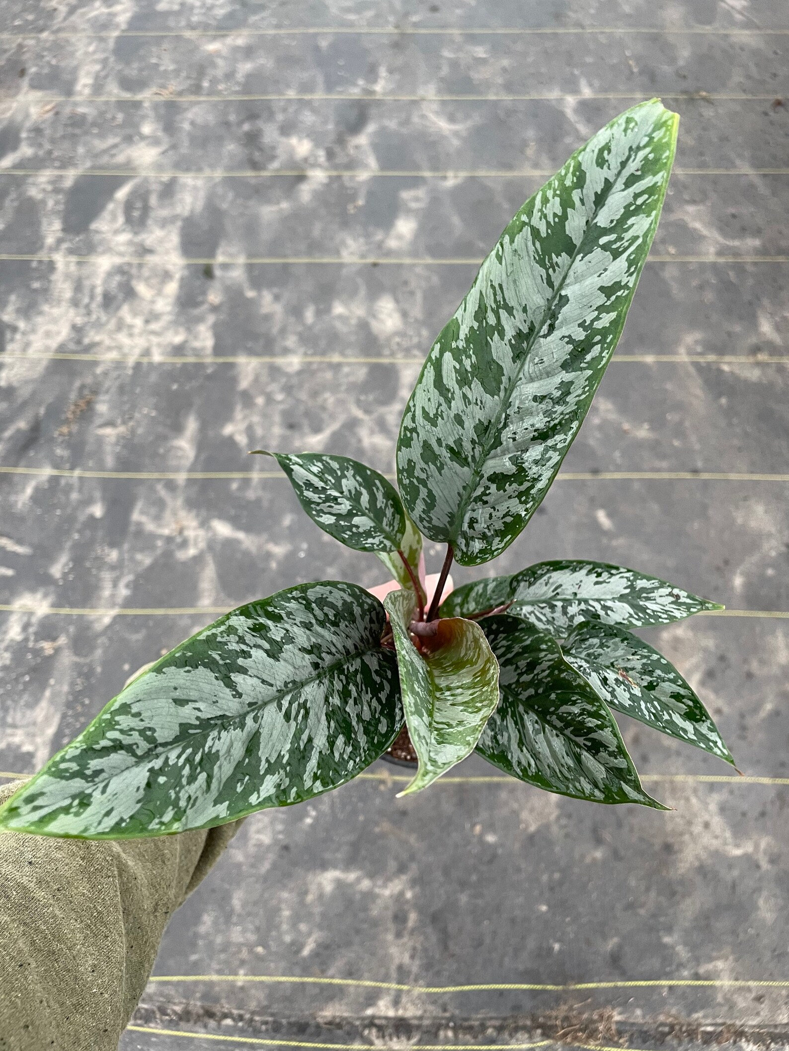 Apoballis Acuminatissima lavallei 4 Pot ALL PLANTS Require - Etsy