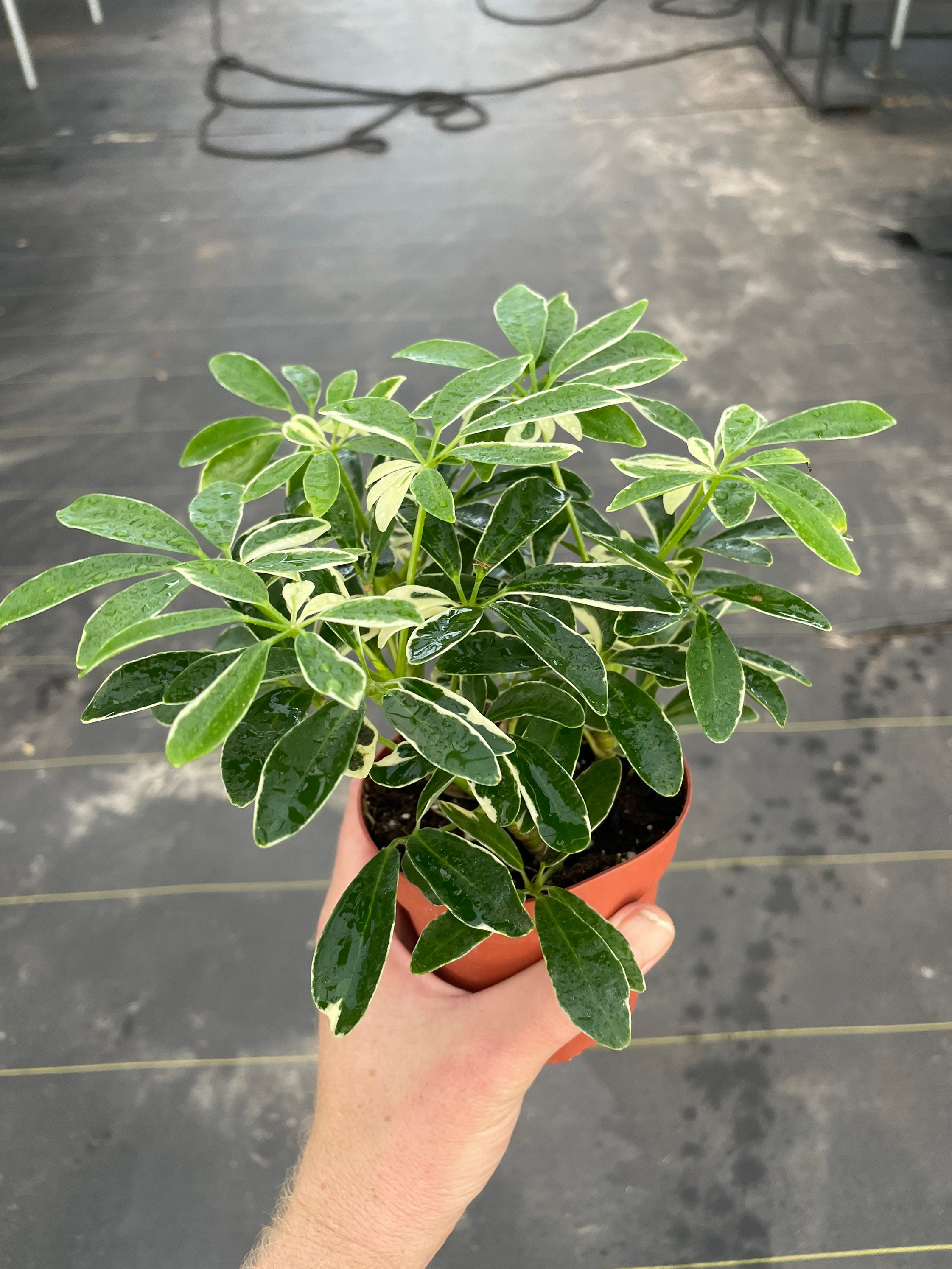 Variegated Schefflera Moondrop 4” Pot (ALL PLANTS Require You to ...