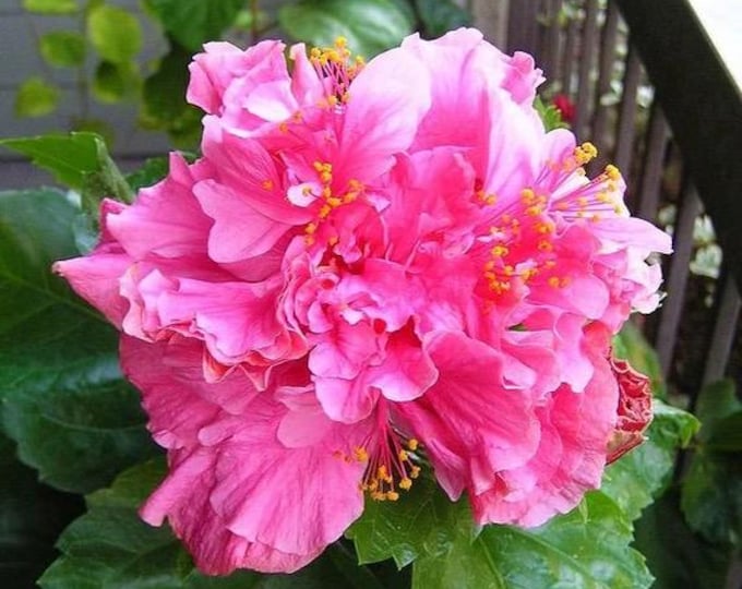 2 Watermelon Ruffles Hardy Hibiscus - Etsy