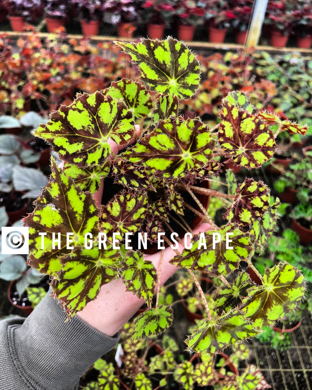 Begonia Tiger Kitten 4”pot (ALL PLANTS Require You to Purchase 2 Plants ...