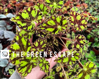 Begonia Night Eyes 4”pot (ALL PLANTS Require You to Purchase 2 Plants ...