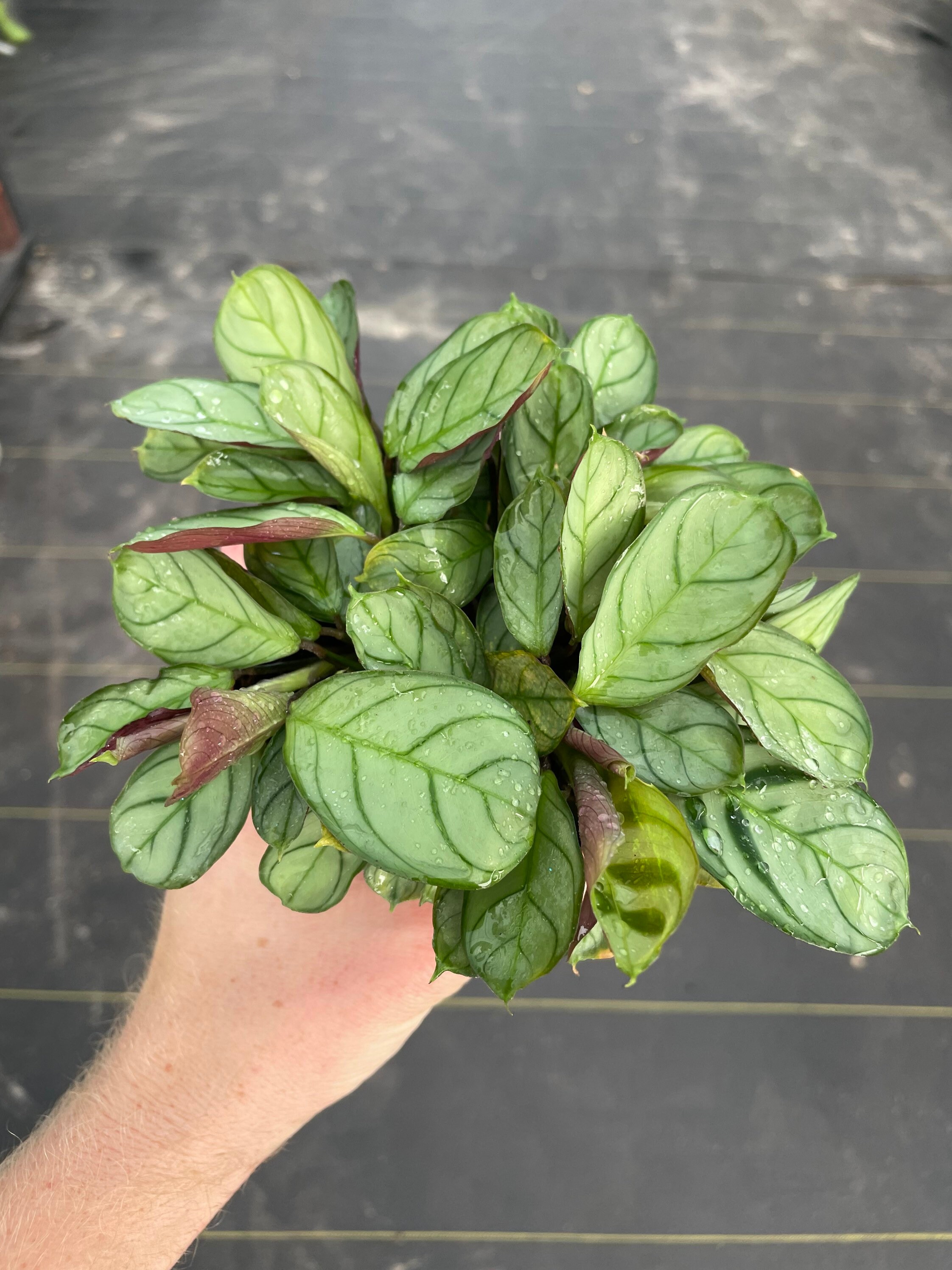 Calathea Burle Marx Amagris 4 Pot ALL PLANTS Require You to - Etsy