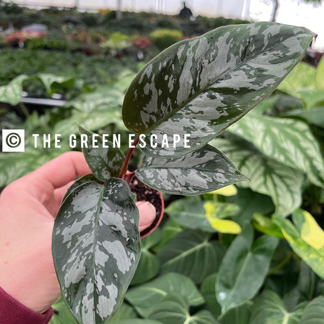 Apoballis Acuminatissimum Aka “lavallei” 2” Pot (ALL PLANTS Require You ...