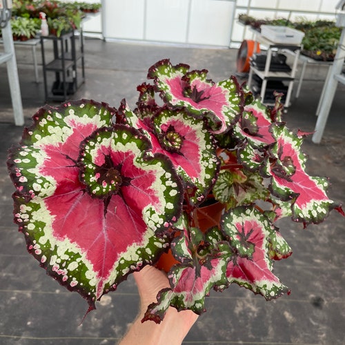 Harmonys Later Gator Begonia Starter Plant ALL STARTER PLANTS - Etsy