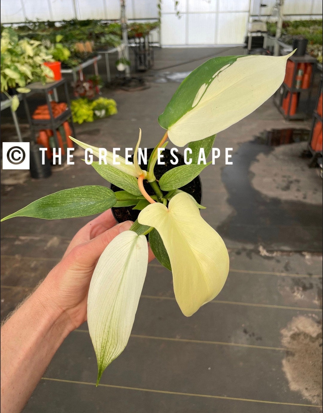 Philodendron Florida Ghost Mint 4” Pot (ALL PLANTS Require You to ...