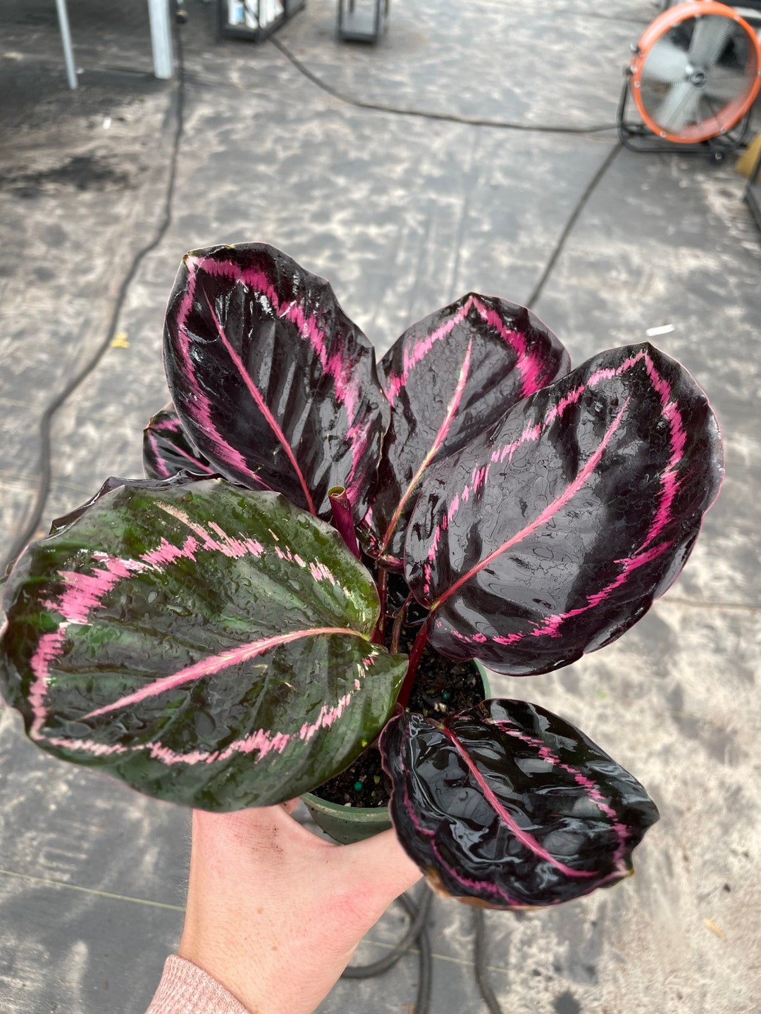 Calathea Princess Jessie 4” Pot (ALL PLANTS Require You to Purchase 2 ...