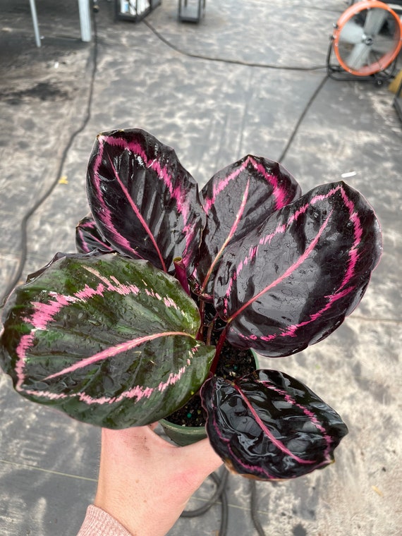 Calathea Princess Jessie 4 Pot ALL PLANTS Require You to - Etsy