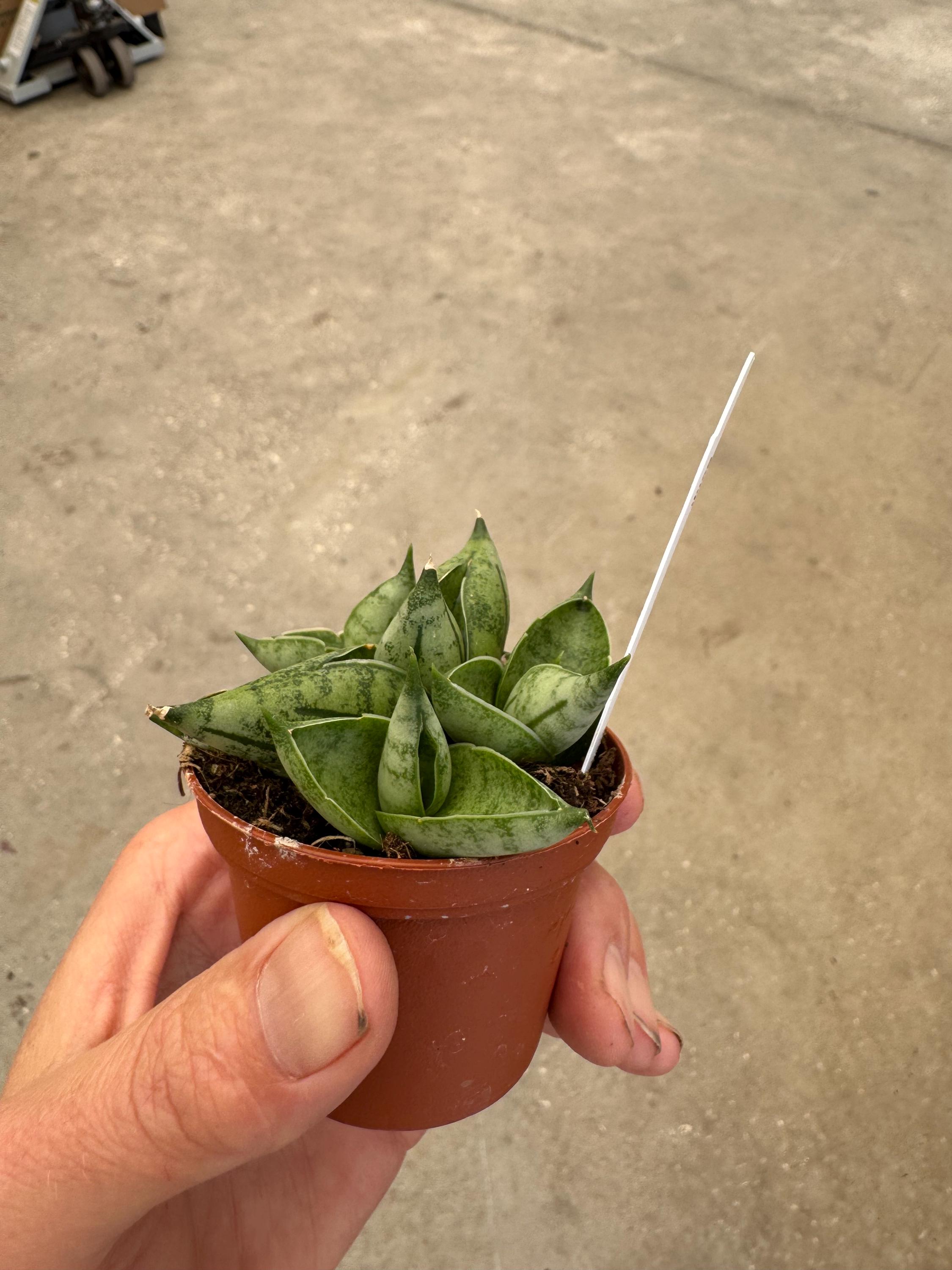 Sansevieria Bonji 2” Pot (ALL PLANTS Require You to Purchase 2 Plants ...