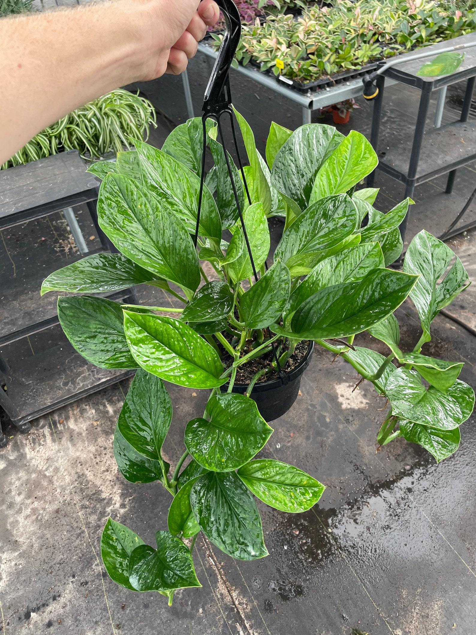 Monstera Pinnatipartita siam 8 Hanging Baskets ALL PLANTS - Etsy