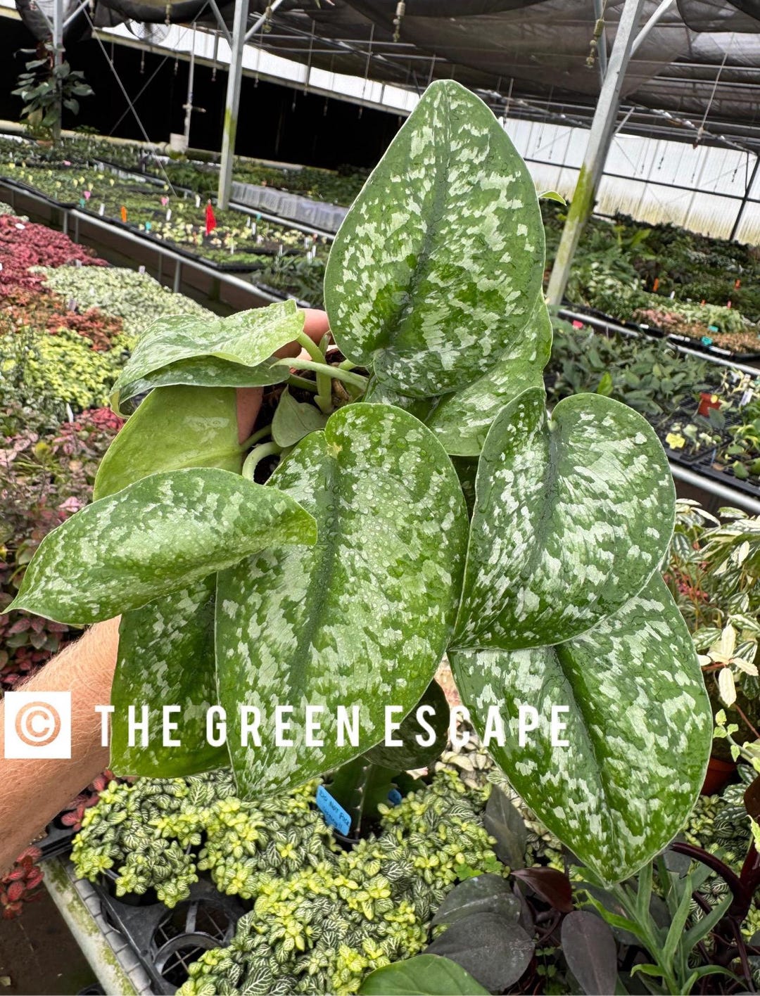 Scindapsus Mount Salak Starter Plant (ALL STARTER PLANTS Require You to ...