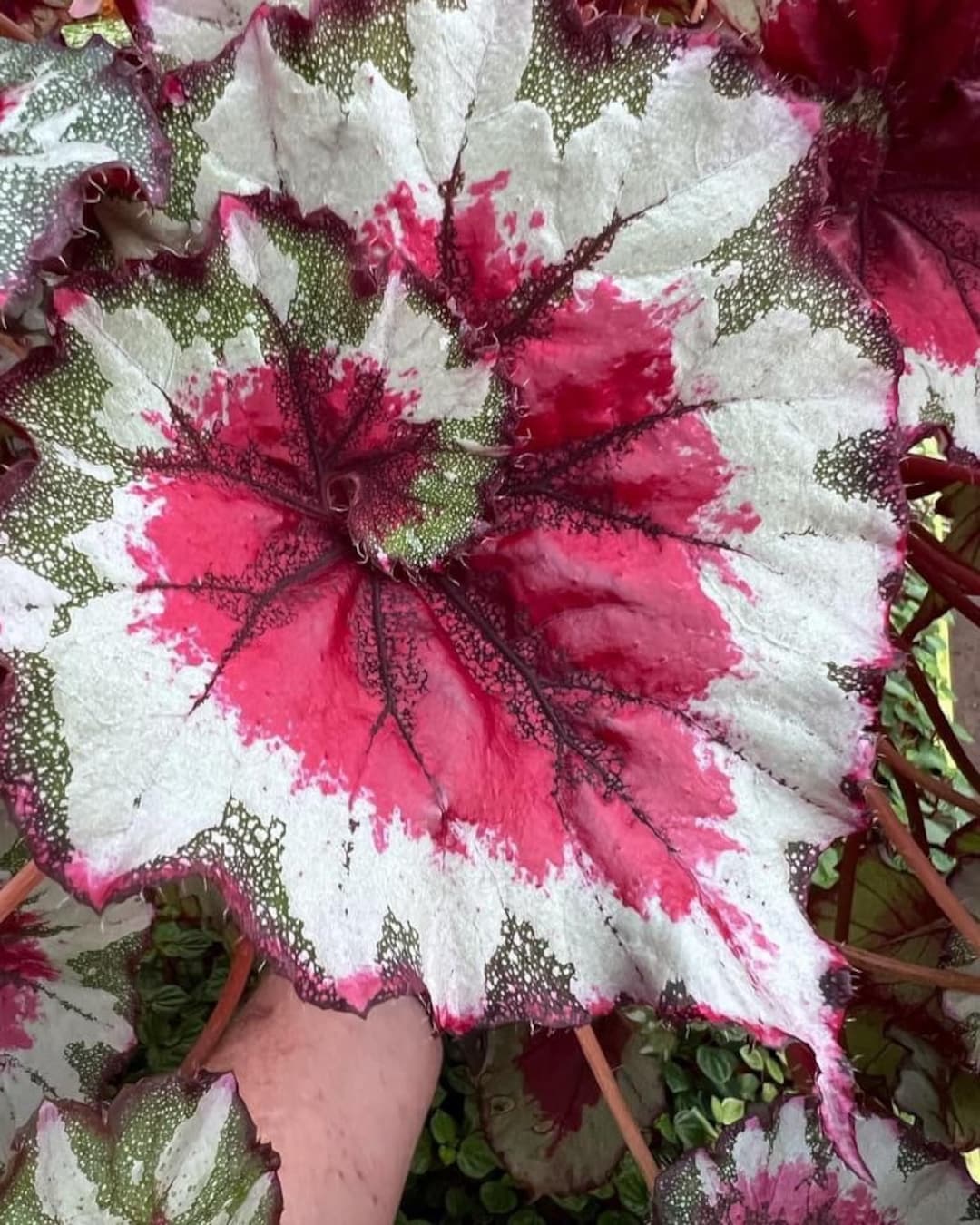 Harmonys Peppermint Twist Begonia Starter Plant (ALL STARTER PLANTS ...