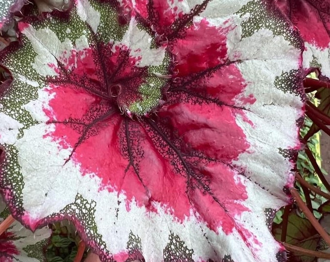 Harmonys Peppermint Twist Begonia Starter Plant (ALL STARTER PLANTS ...