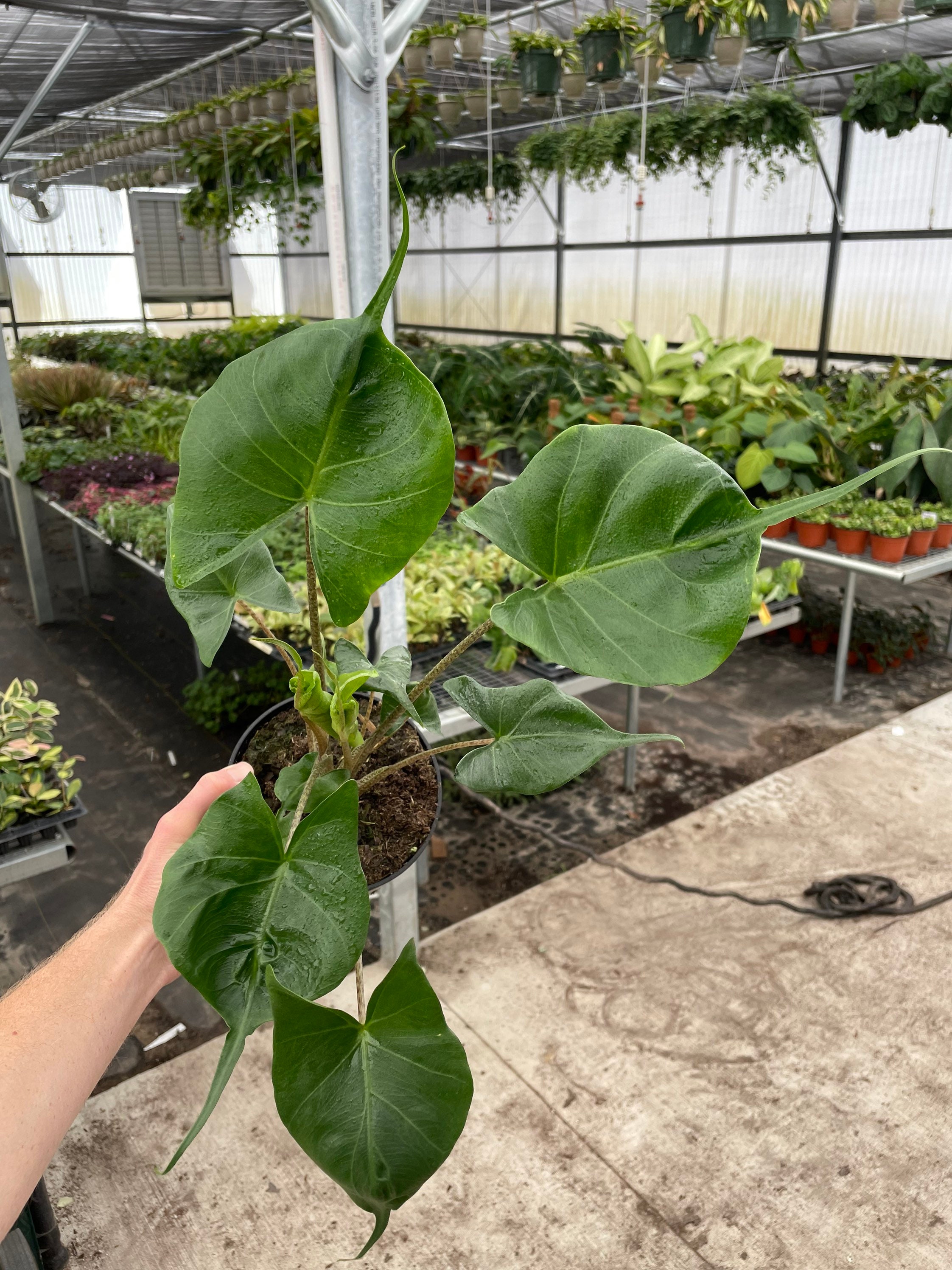 Alocasia Stingray 6 Pot ALL PLANTS Require You to Purchase 2 - Etsy