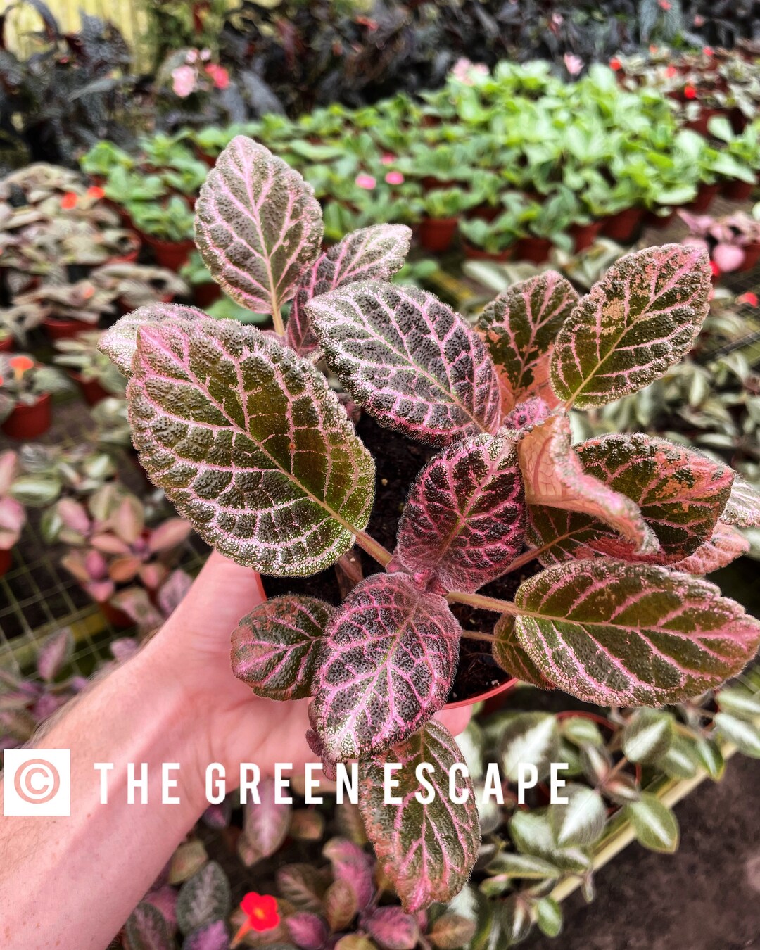 Strawberry Fields Episcia 4 Pot ALL PLANTS Require You to Purchase 2 ...