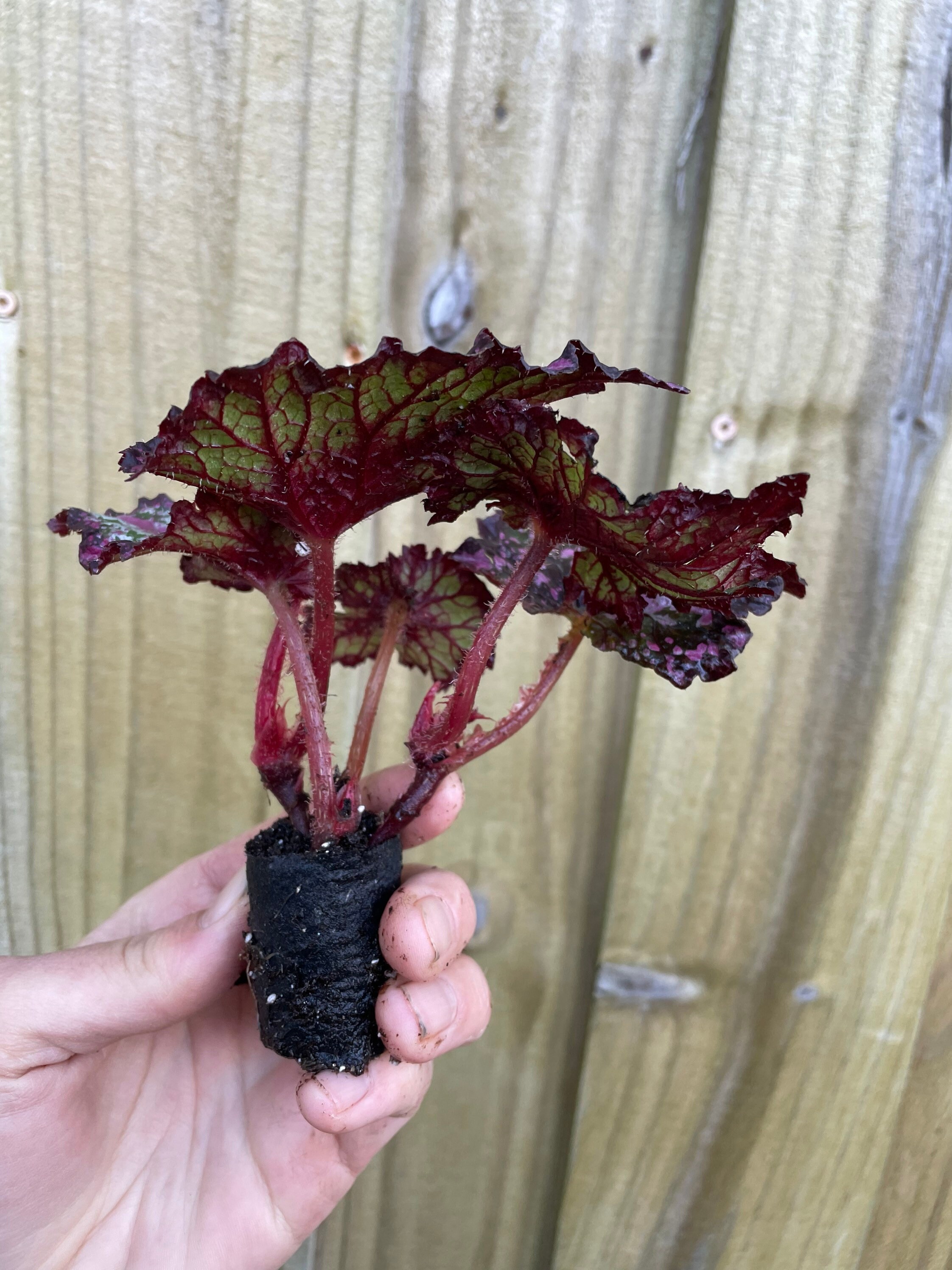 Jurassic Rex Begonia Watermelon Starter Plant ALL STARTER - Etsy