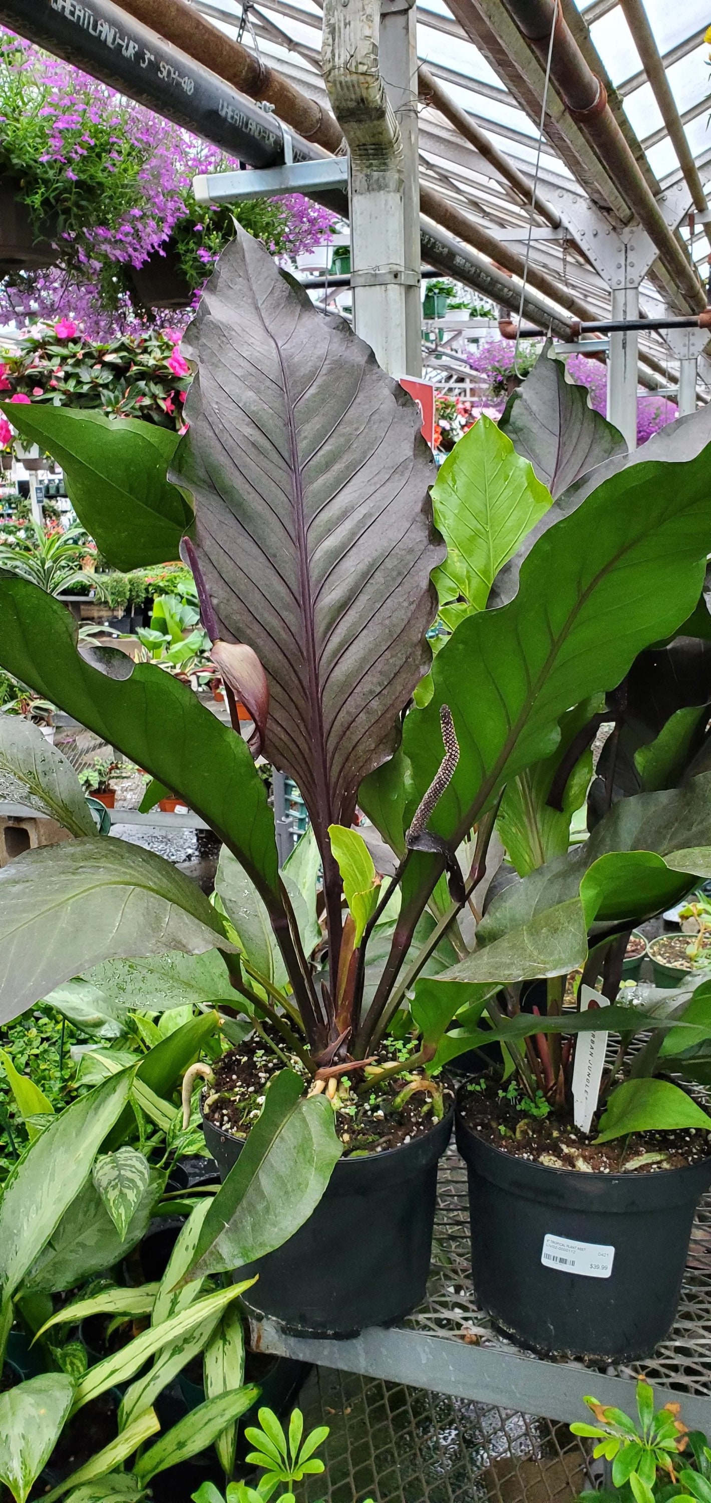 Anthurium Big Red Bird Starter Plant (ALL STARTER PLANTS Require You to ...