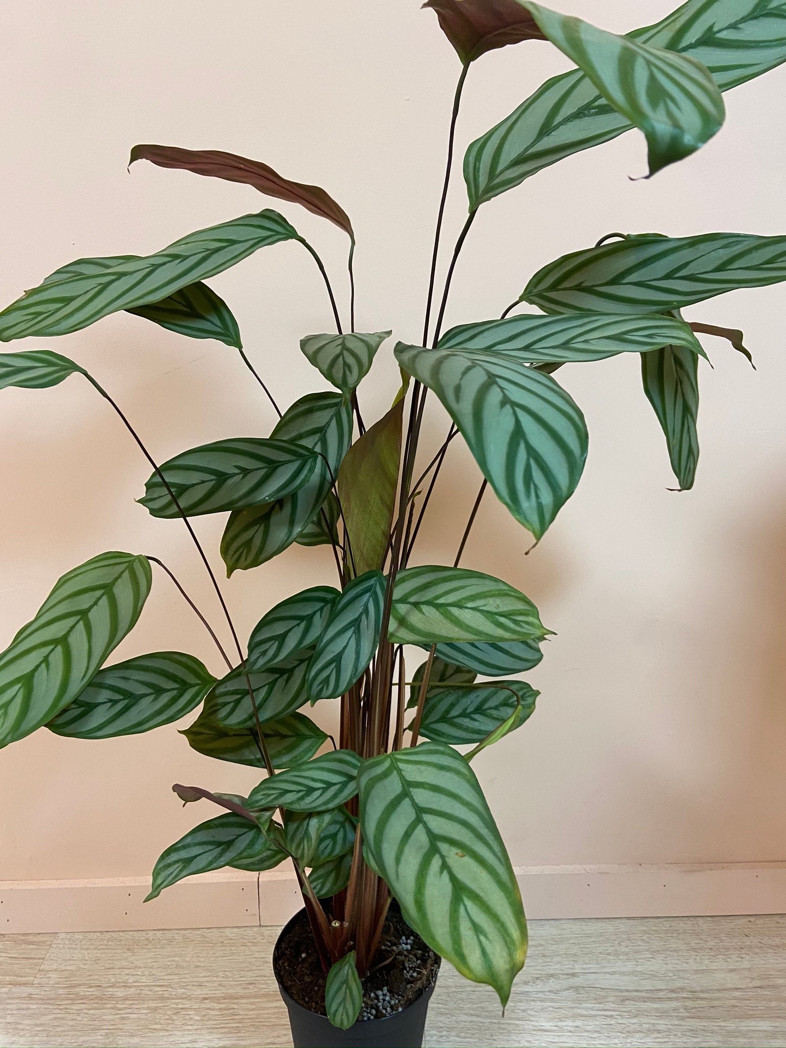 Calathea Setosa Starter Plant ALL STARTER PLANTS Require You | Etsy