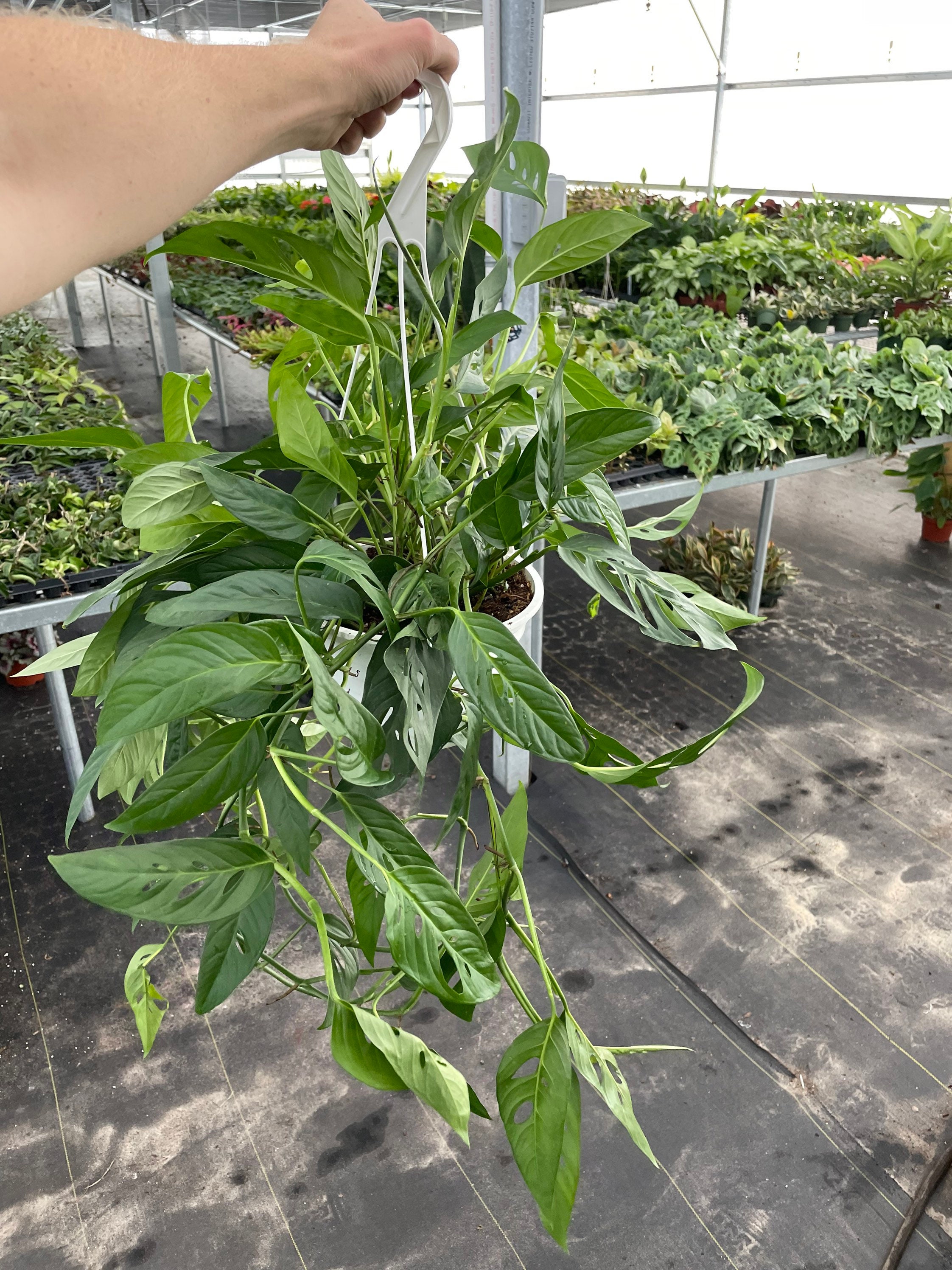 Monstera Adansonii narrow Form 8 Hanging Baskets ALL - Etsy