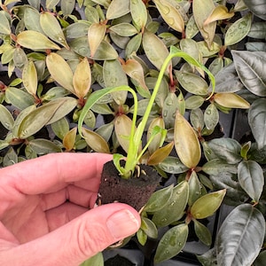 Monstera Burle Marx Flame Starter Plant (ALL STARTER PLANTS Require You ...