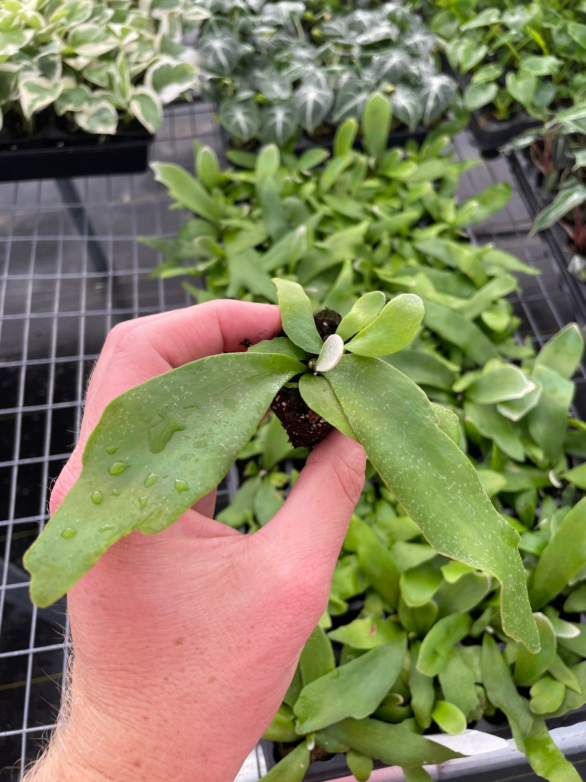 Platycerium Bifurcatum elk Horn Fern Starter Plant ALL - Etsy