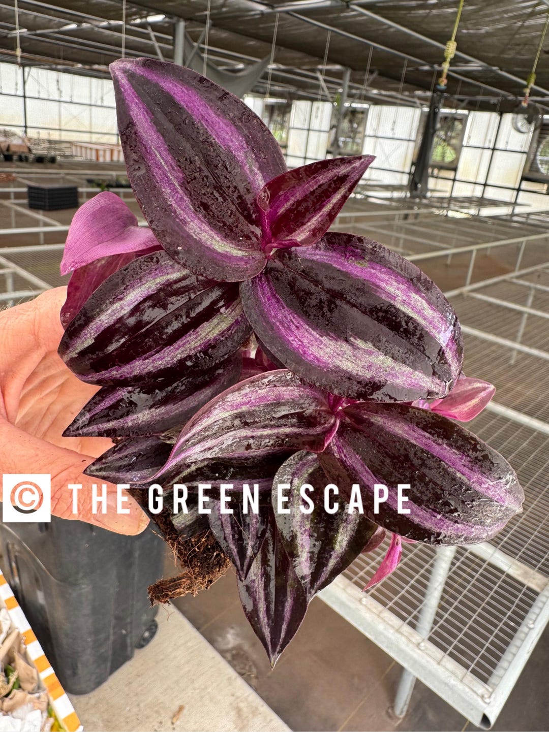 Tradescantia Pendulata Red 2”pot (ALL STARTER PLANTS Require You to ...