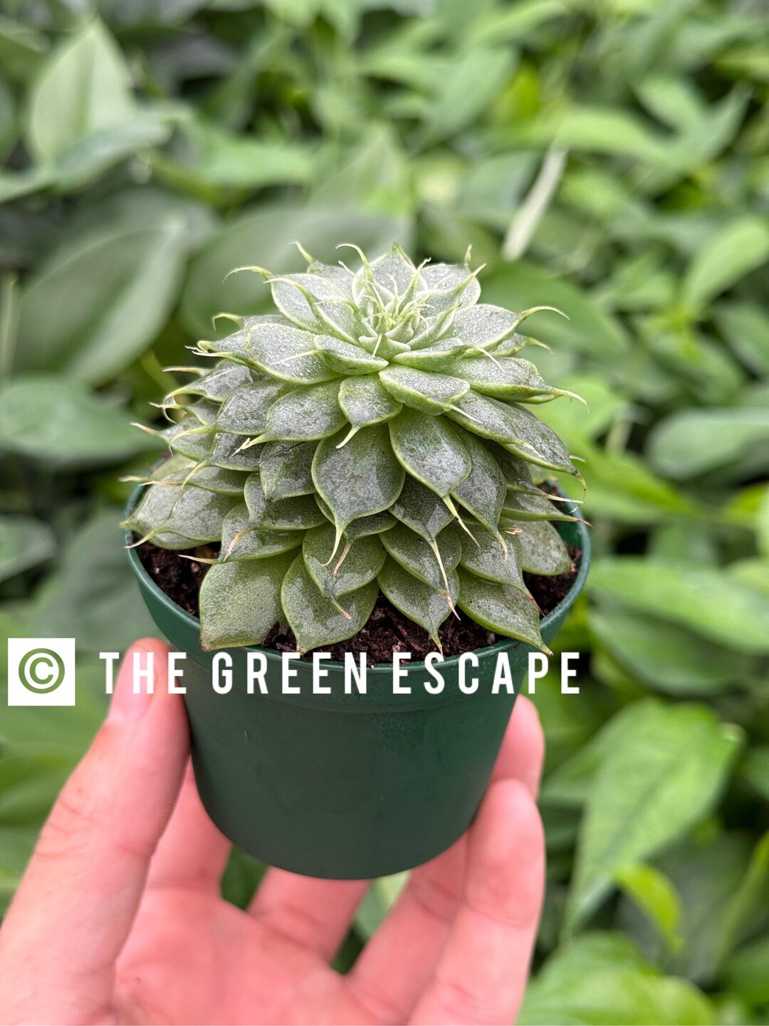 Echeveria Silver Star 2” Pot (ALL PLANTS Require You to Purchase 2 ...