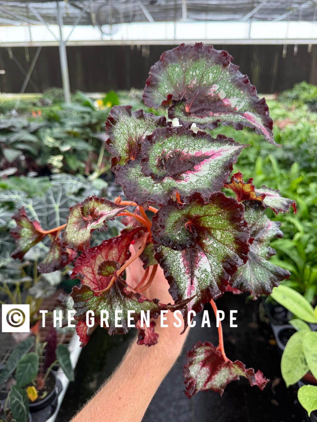Begonia Harmonys Later Gator 4” Pot (ALL PLANTS Require You to Purchase ...