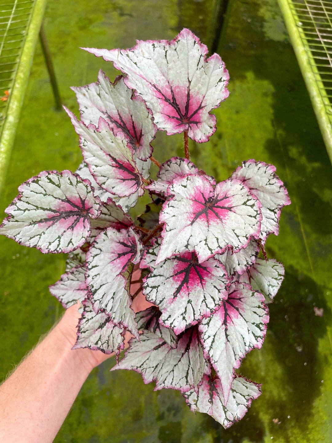 Jurassic Pink Splash Begonia 4” Pot (ALL PLANTS Require You to Purchase ...