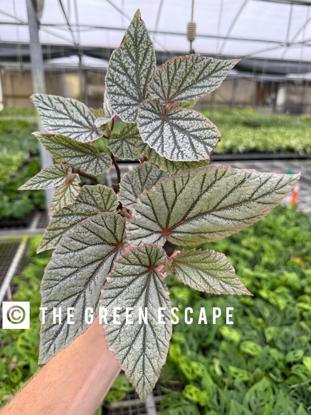 Begonia Snow Capped 4” Pot (ALL PLANTS Require You to Purchase 2 Plants ...